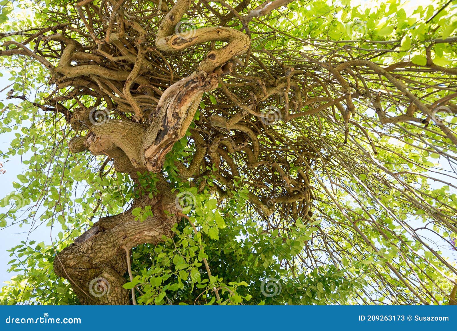 Funny Tree with Windingly Branches, View from Bottom Up Stock Image ...