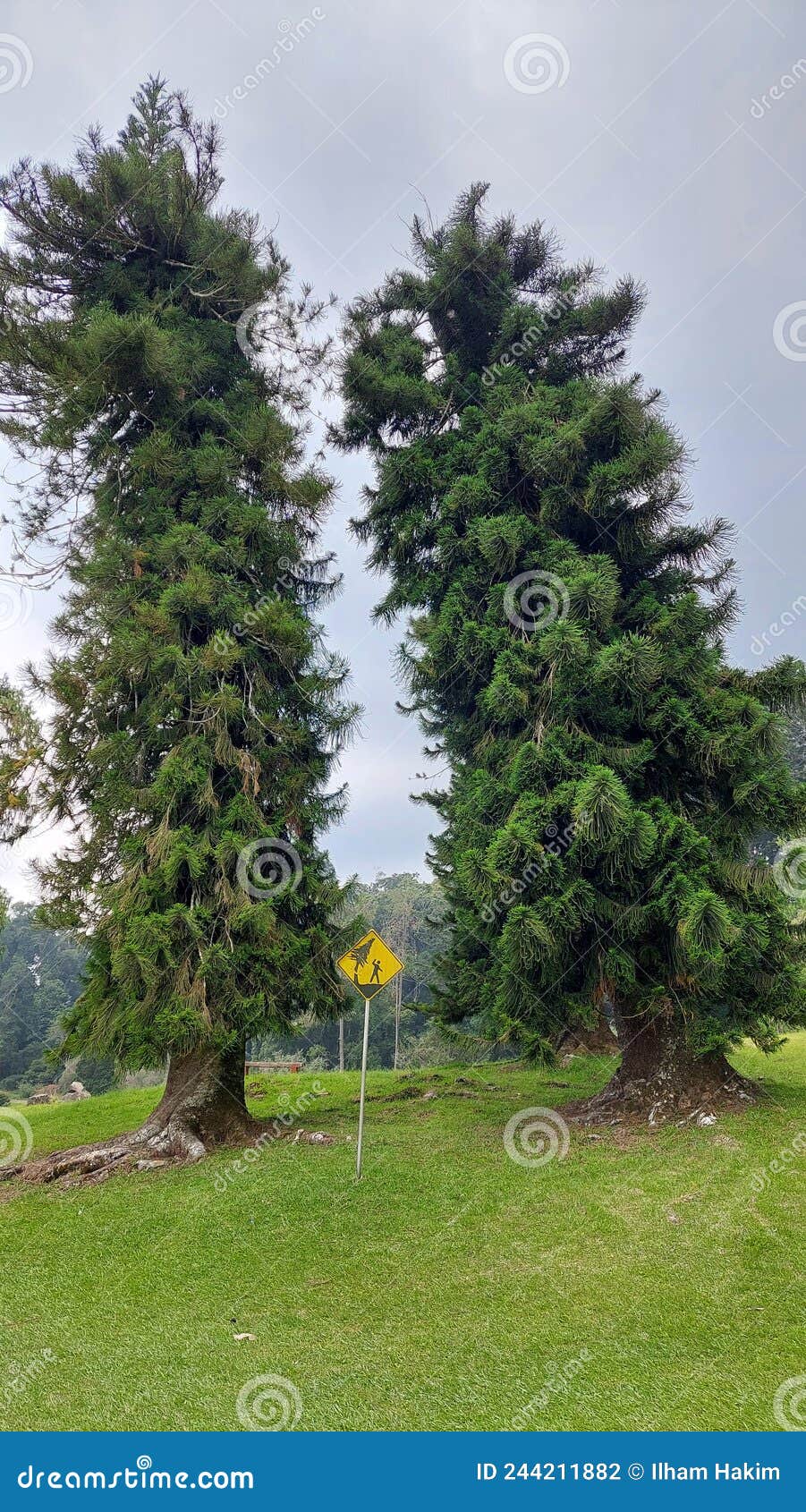 Sliding Trees with Its Sign Stock Photo - Image of funny, evergreen ...