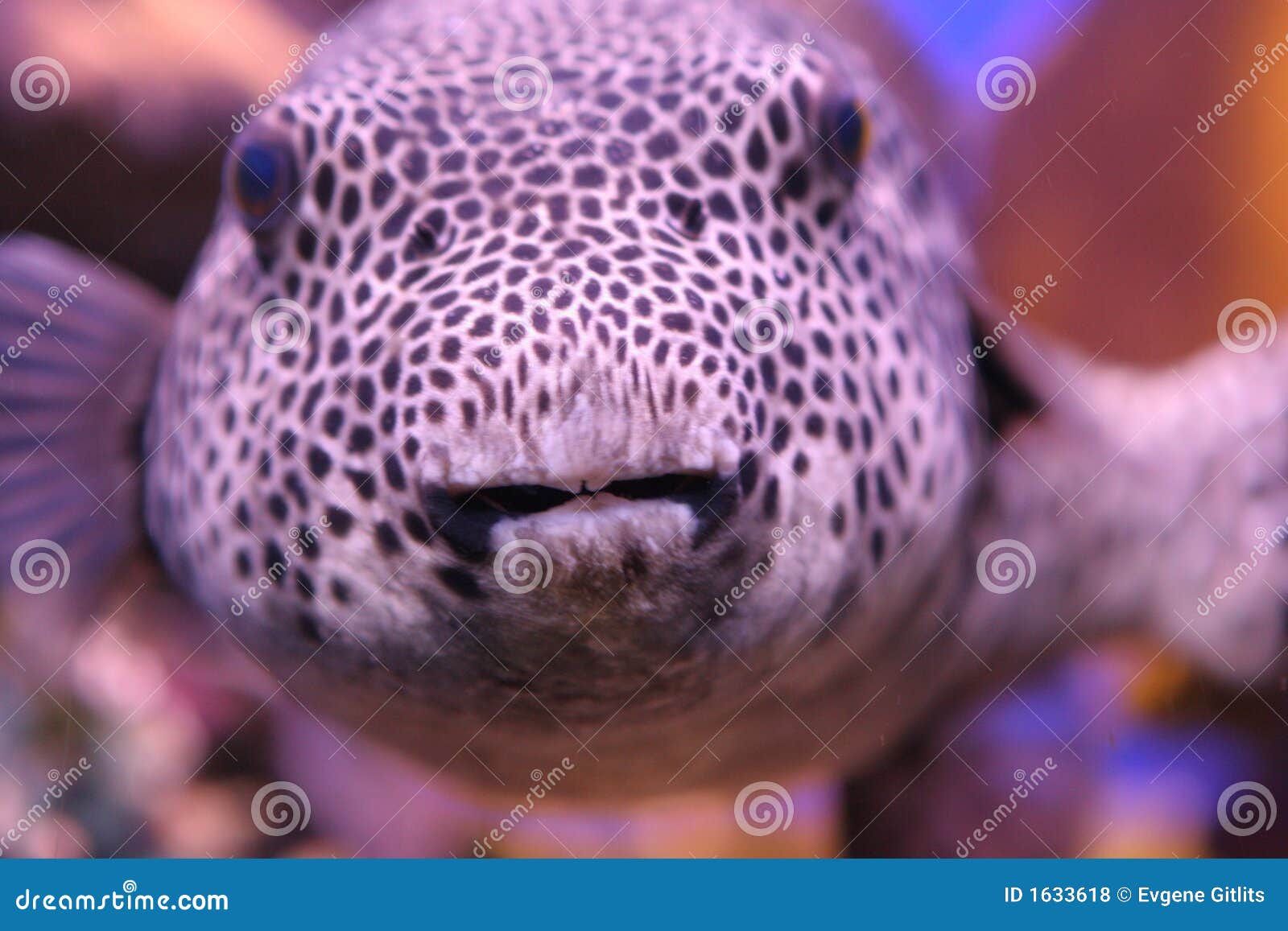 Funny tropical fish stock photo. Image of aquatic, underwater - 1633618