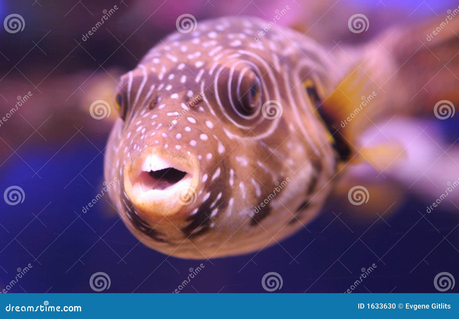 Funny tropical fish 2 stock photo. Image of ocean, fish - 1633630