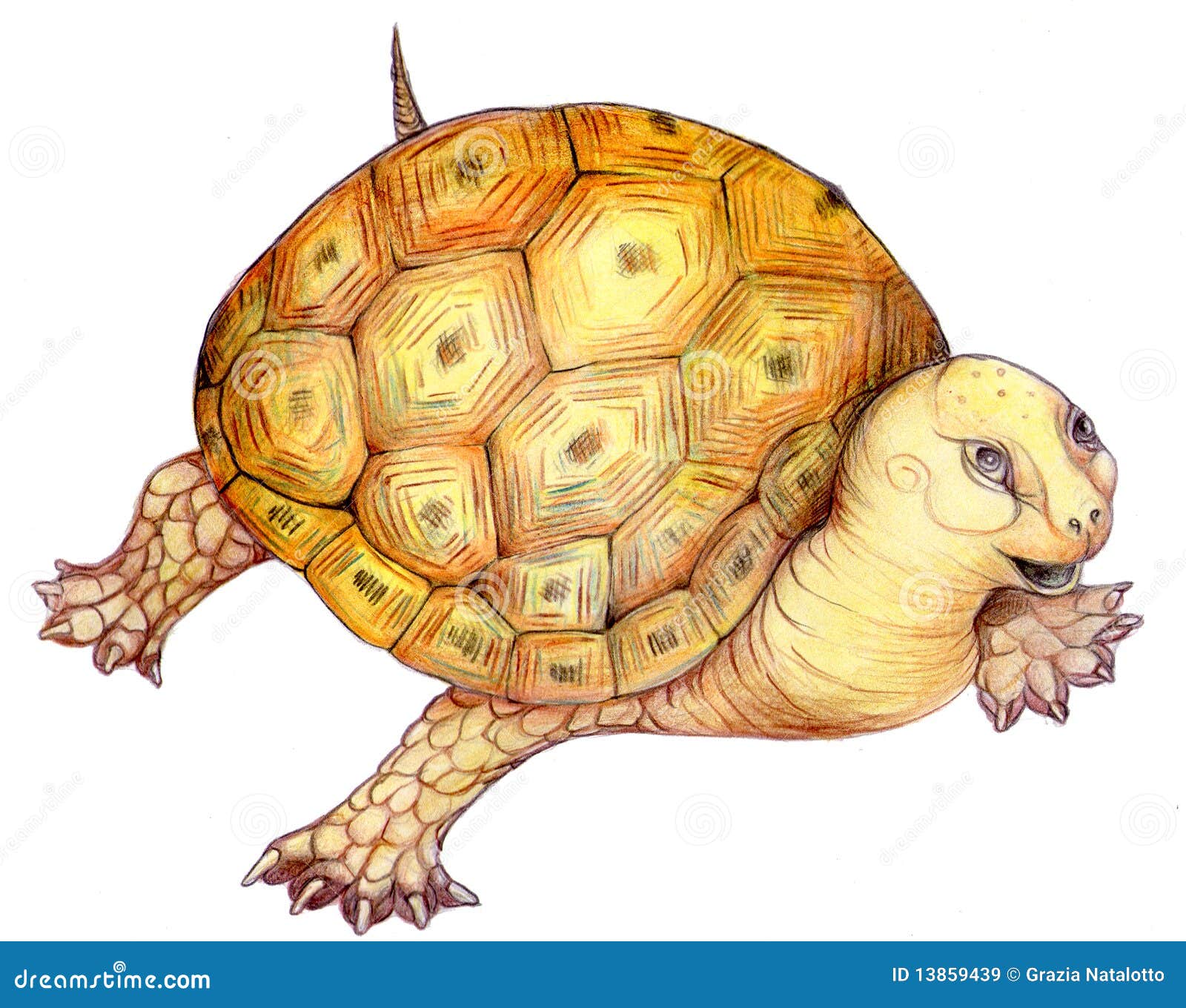 Funny turtle stock illustration. Illustration of animal - 13859439
