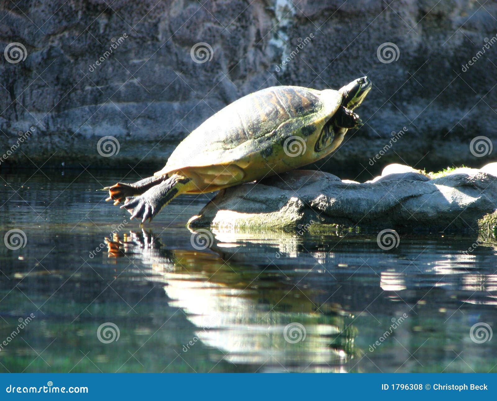 Funny Turtle stock photo. Image of cryptodira, chordata - 1796308