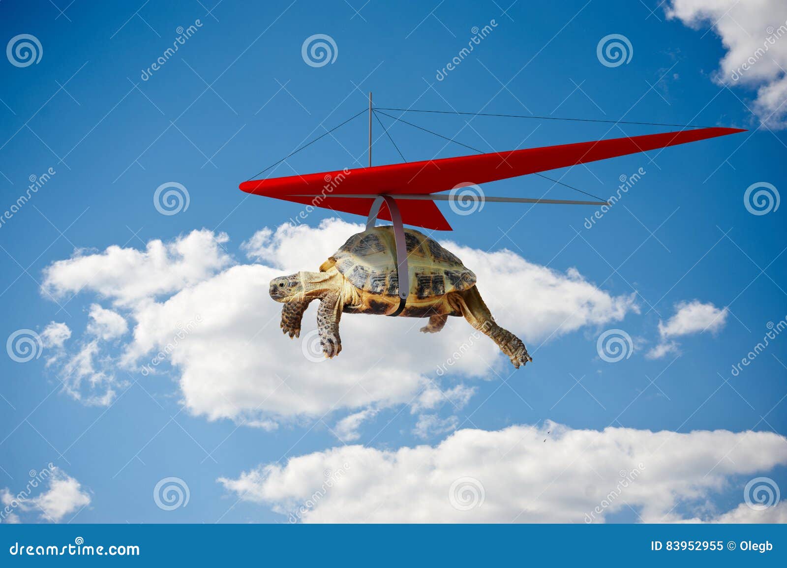 Funny Turtle Flying on Hang-glider Stock Image - Image of reptile ...