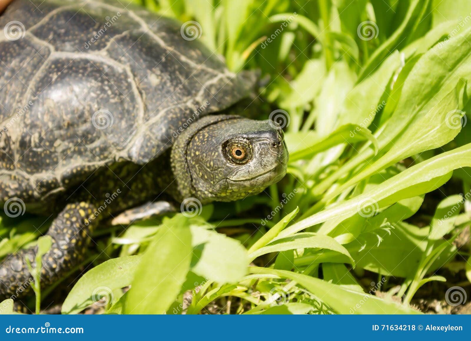 Funny Turtle in Green Grass Stock Photo - Image of motion, close: 71634218