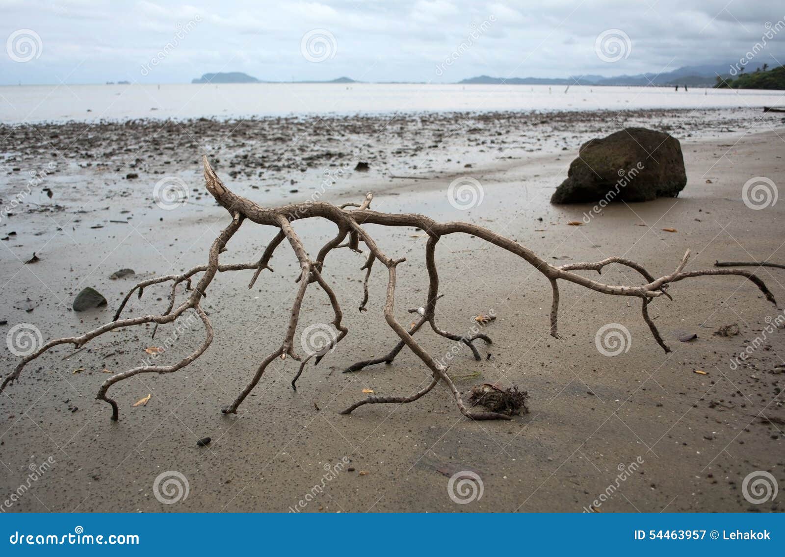 A Funny Twig In The Shape Of The Letter V - With Sticking Out `young ...