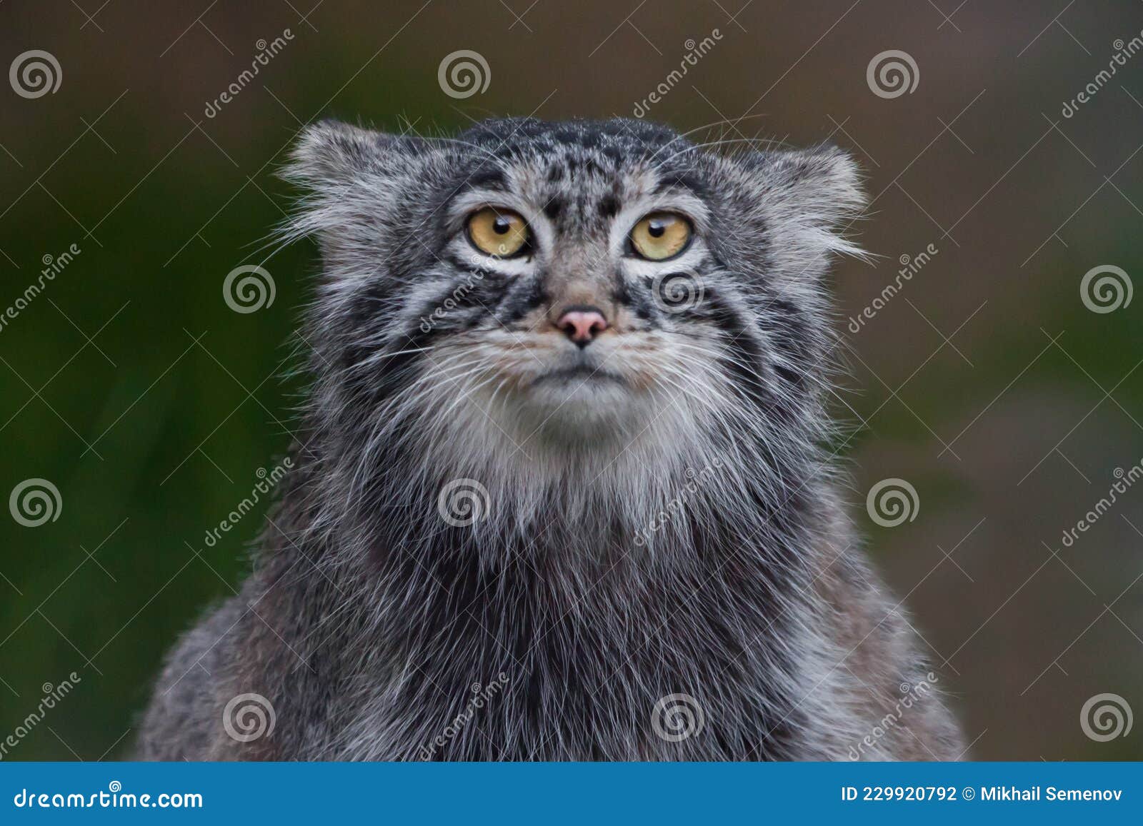 Wild Cat Manul Or Pallas`s Cat, Lat. Otocolobus Manul, In The Zoo ...