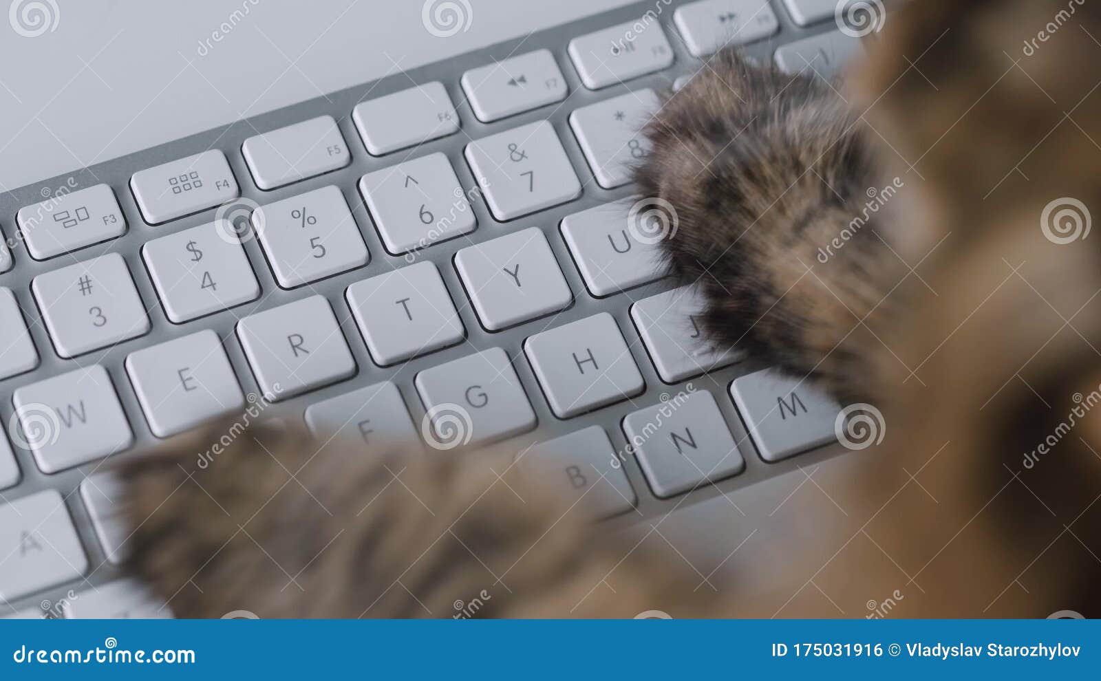 Tabby Cat is Typing Text on a Computer Keyboard Stock Footage - Video ...