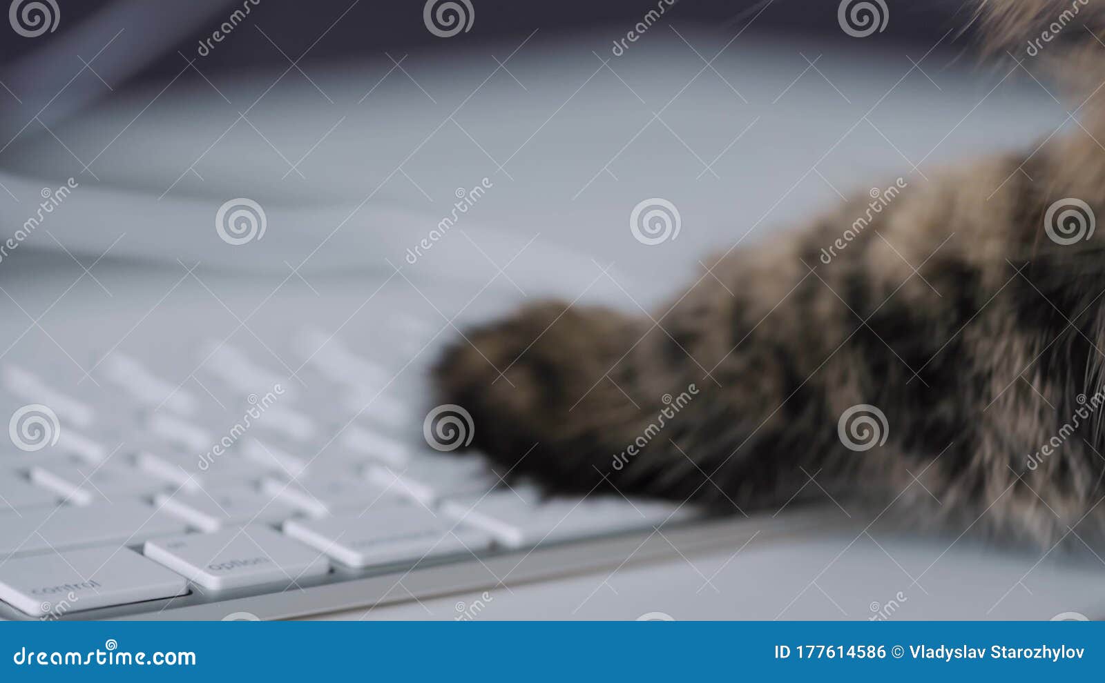 Tabby Cat is Typing Text on a Computer Keyboard Stock Footage - Video ...