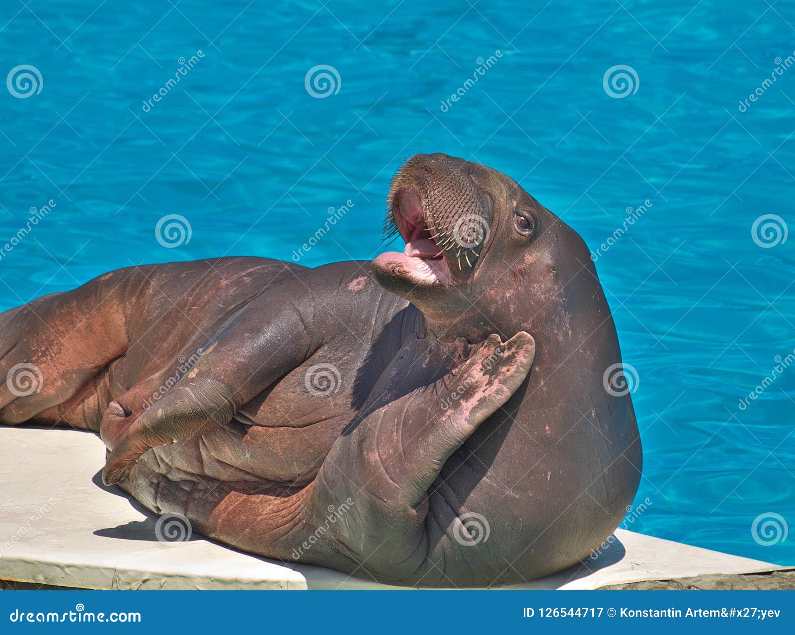 Funny walrus stock image. Image of sealife, humor, seaquarium - 126544717