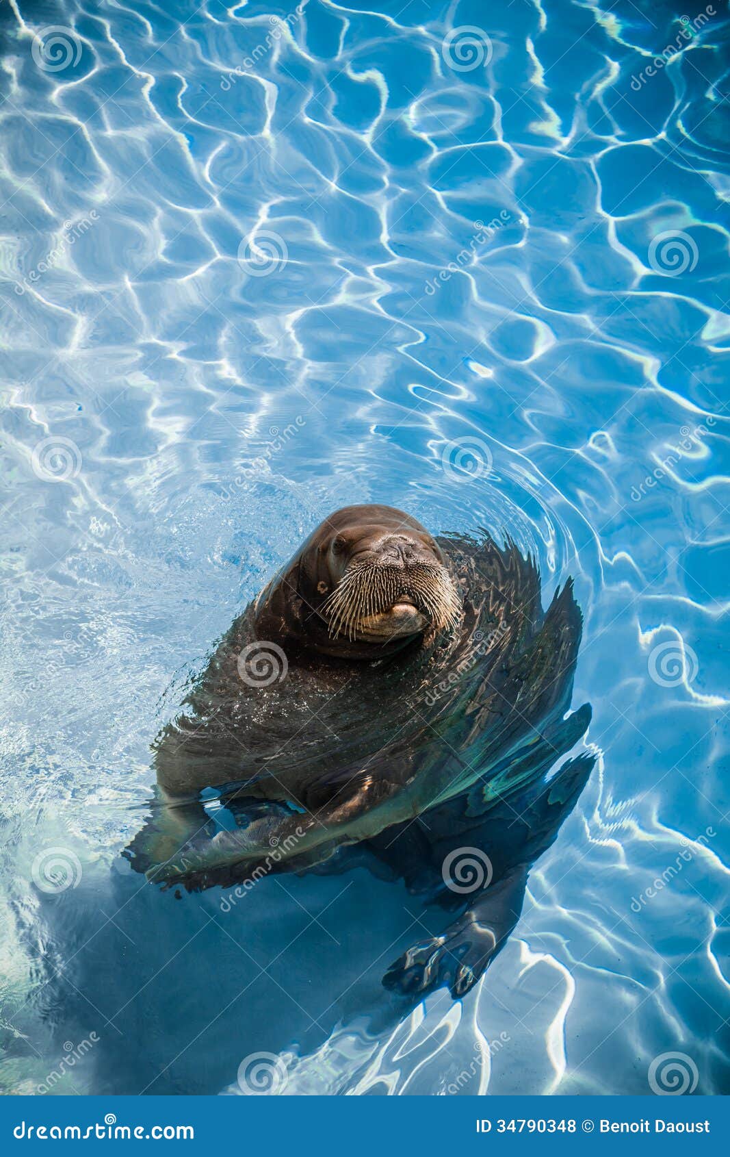 Funny Walrus in a Pool Looking at the Camera Stock Photo - Image of ...