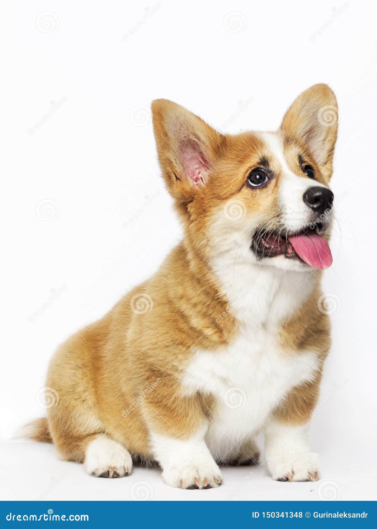 Funny Welsh Corgi Puppy Sits Stock Photo - Image of puppies, puppy ...