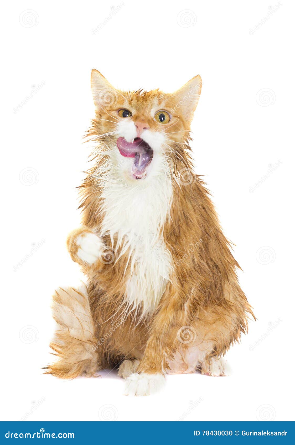 Funny wet cat screaming stock photo. Image of feline - 78430030