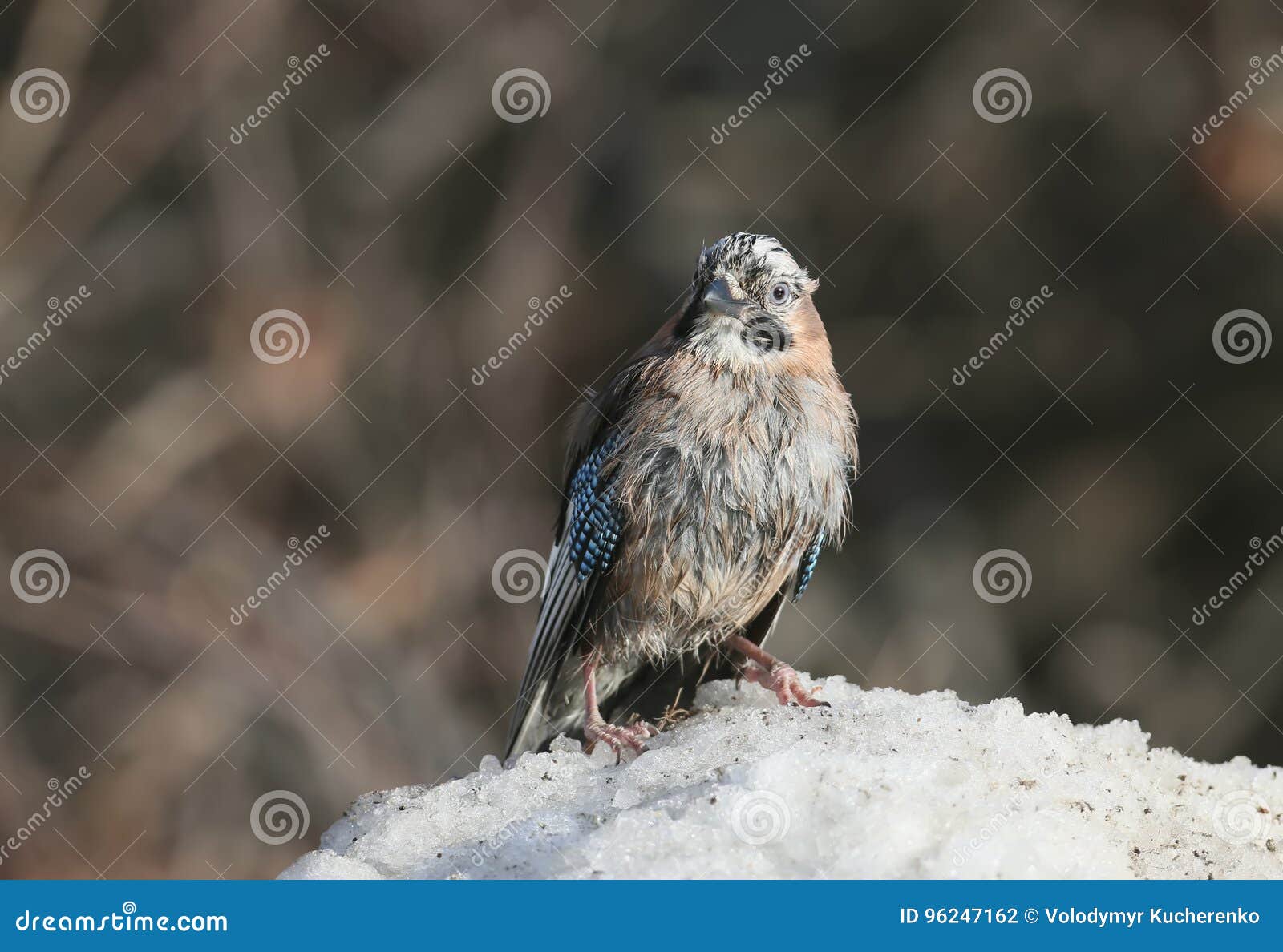 Funny wet eurasian jay. stock photo. Image of bird, fauna - 96247162
