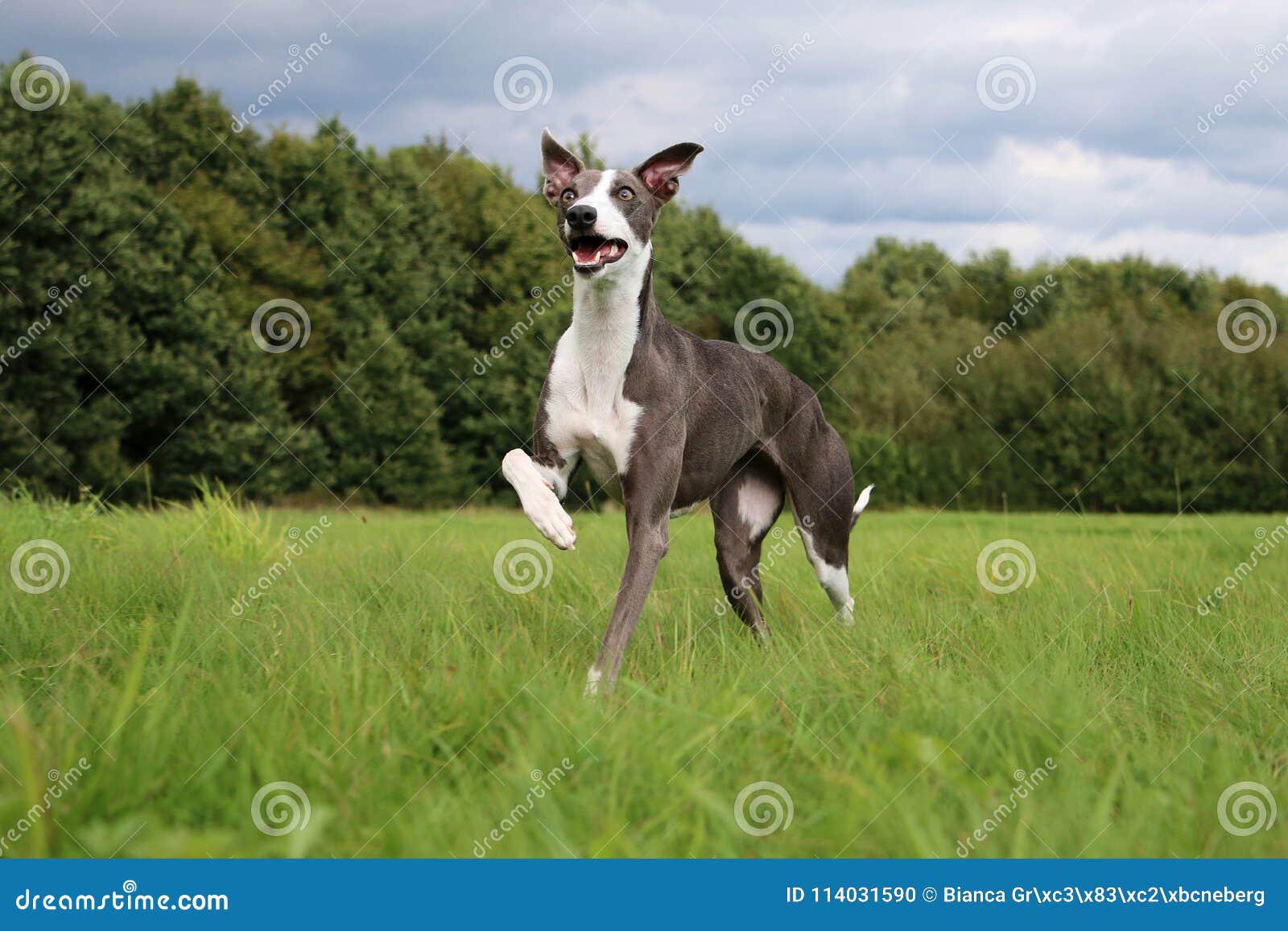 Beautiful Whippet is Running in the Park Stock Photo - Image of ...