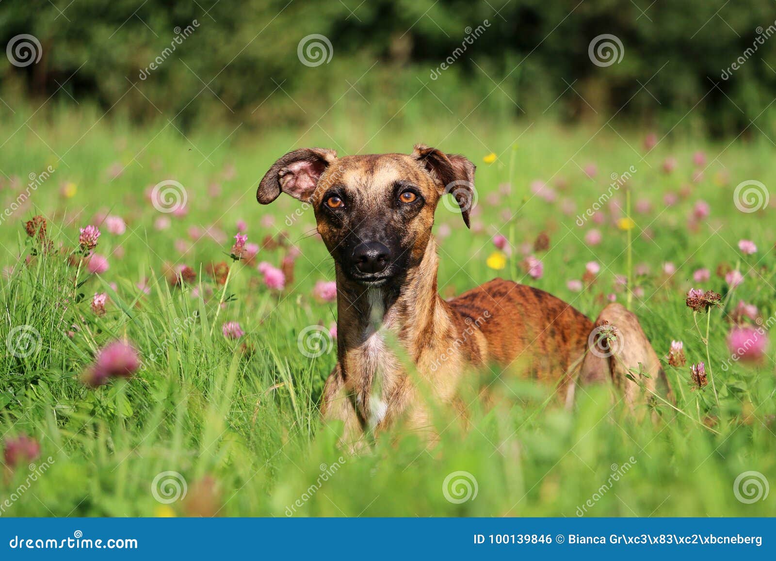 Funny whippet in the park stock photo. Image of gray - 100139846