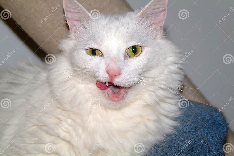 Funny white cat stock photo. Image of feline, cats, like - 268322