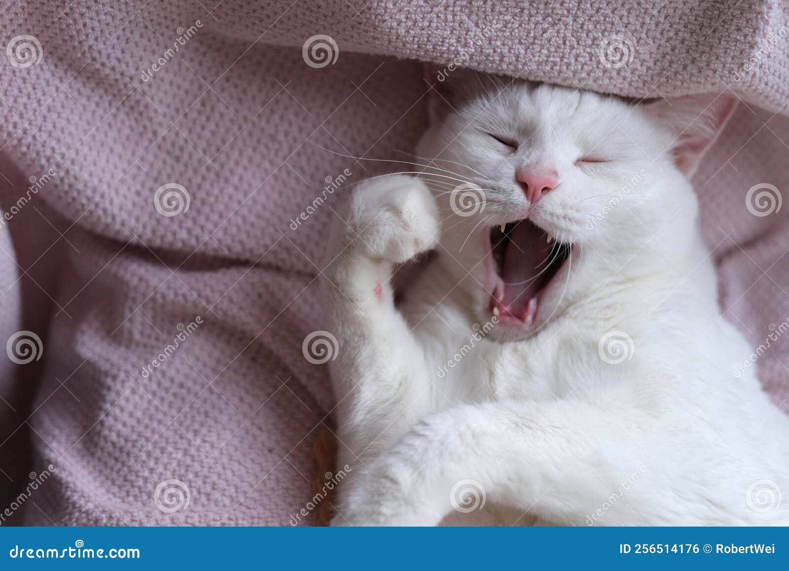 Funny White Cat Open Mouth Yawning Stock Photo - Image of white, open ...