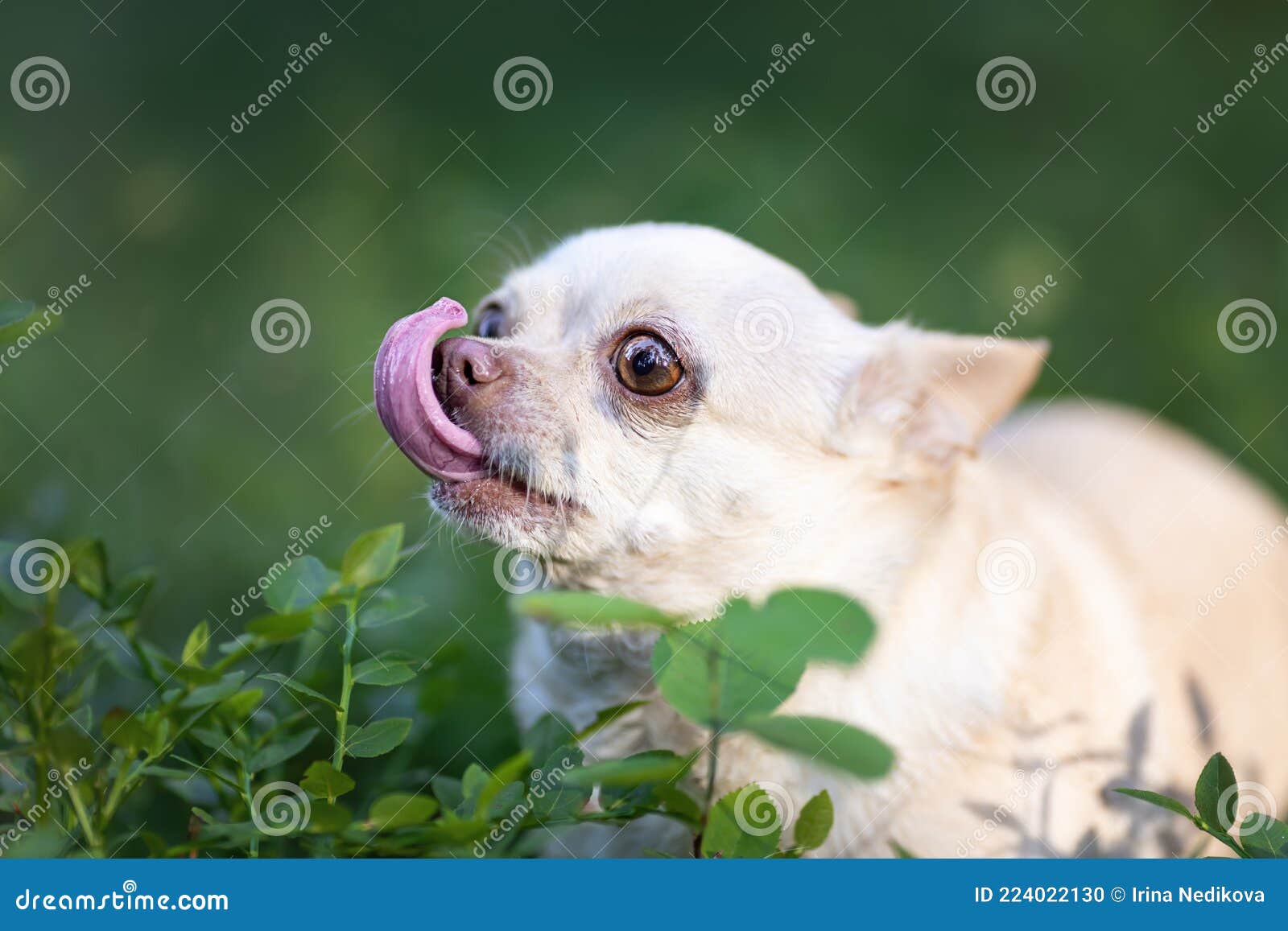 Funny White Chihuahua Dog with Tongue Out at Nature Stock Photo - Image ... Funny White Chihuahua Dog with Tongue Out at Nature Stock Photo - Image ...