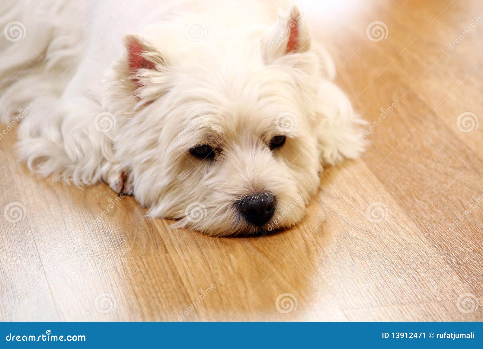 Funny white dog at home stock image. Image of mother - 13912471