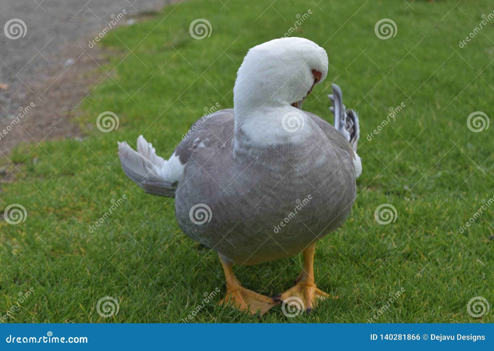 Ruffled Duck Feathers