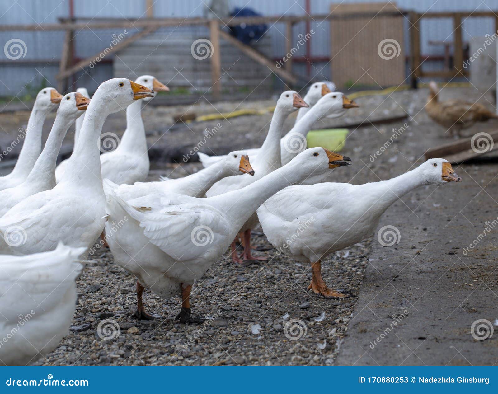 Funny white geese stock image. Image of farming, background - 170880253