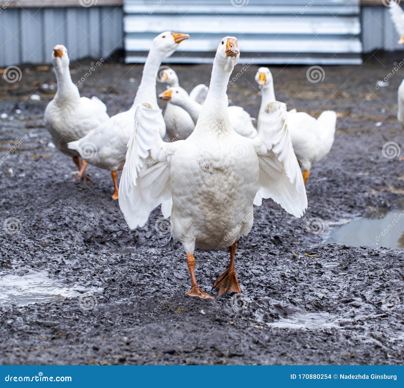 Funny white geese stock photo. Image of avian, domestic - 170880254