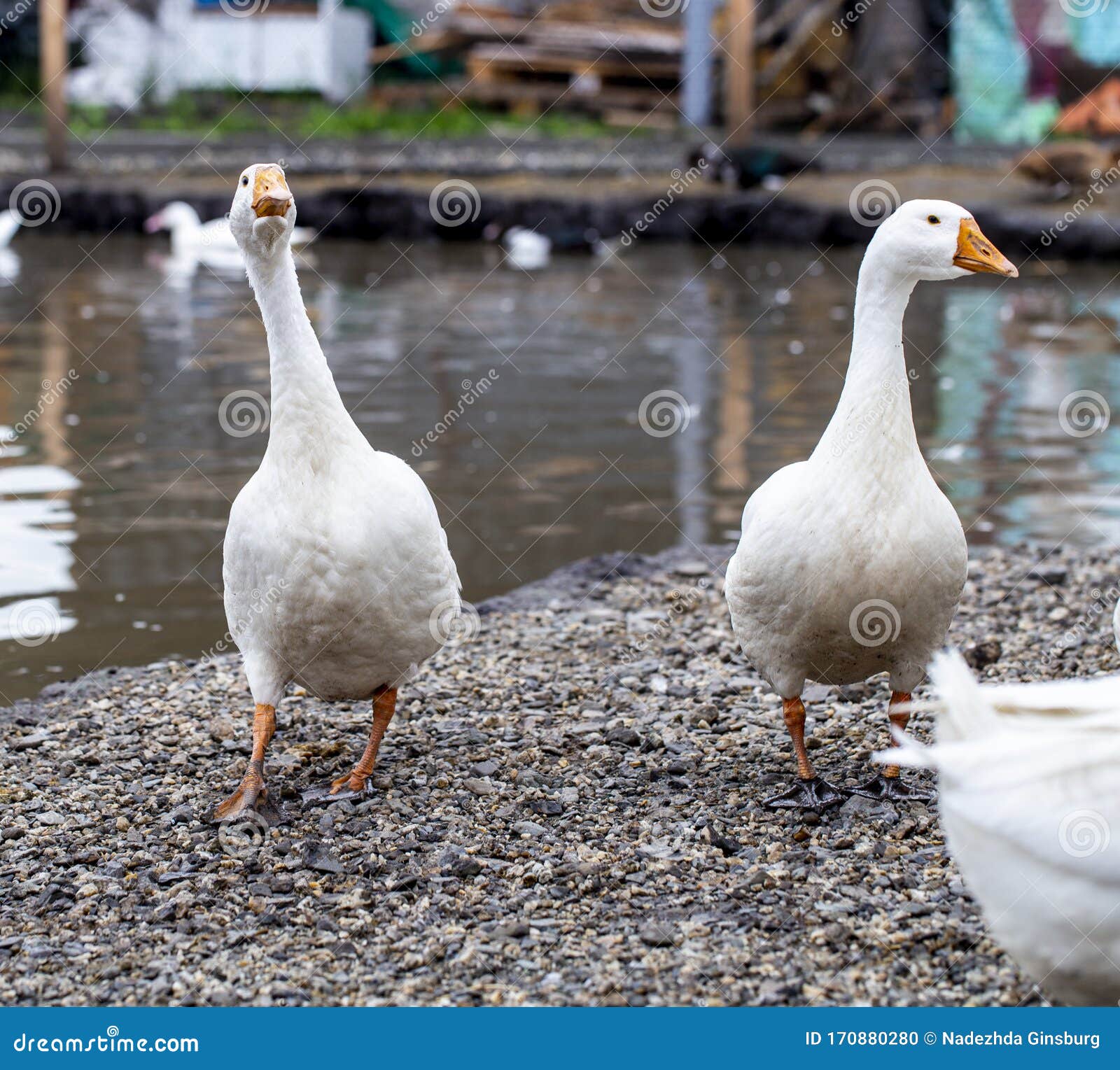 Funny white geese stock photo. Image of neck, frontal - 170880280