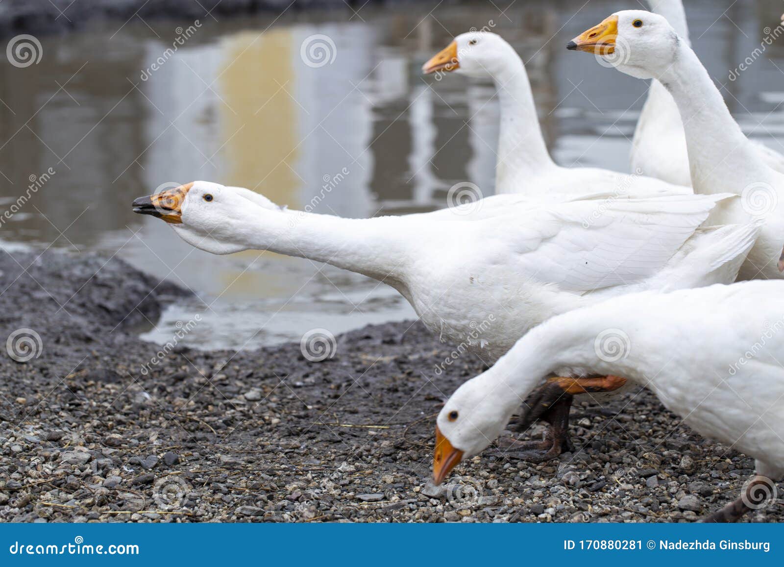 Funny white geese stock image. Image of cute, look, domesticated ...