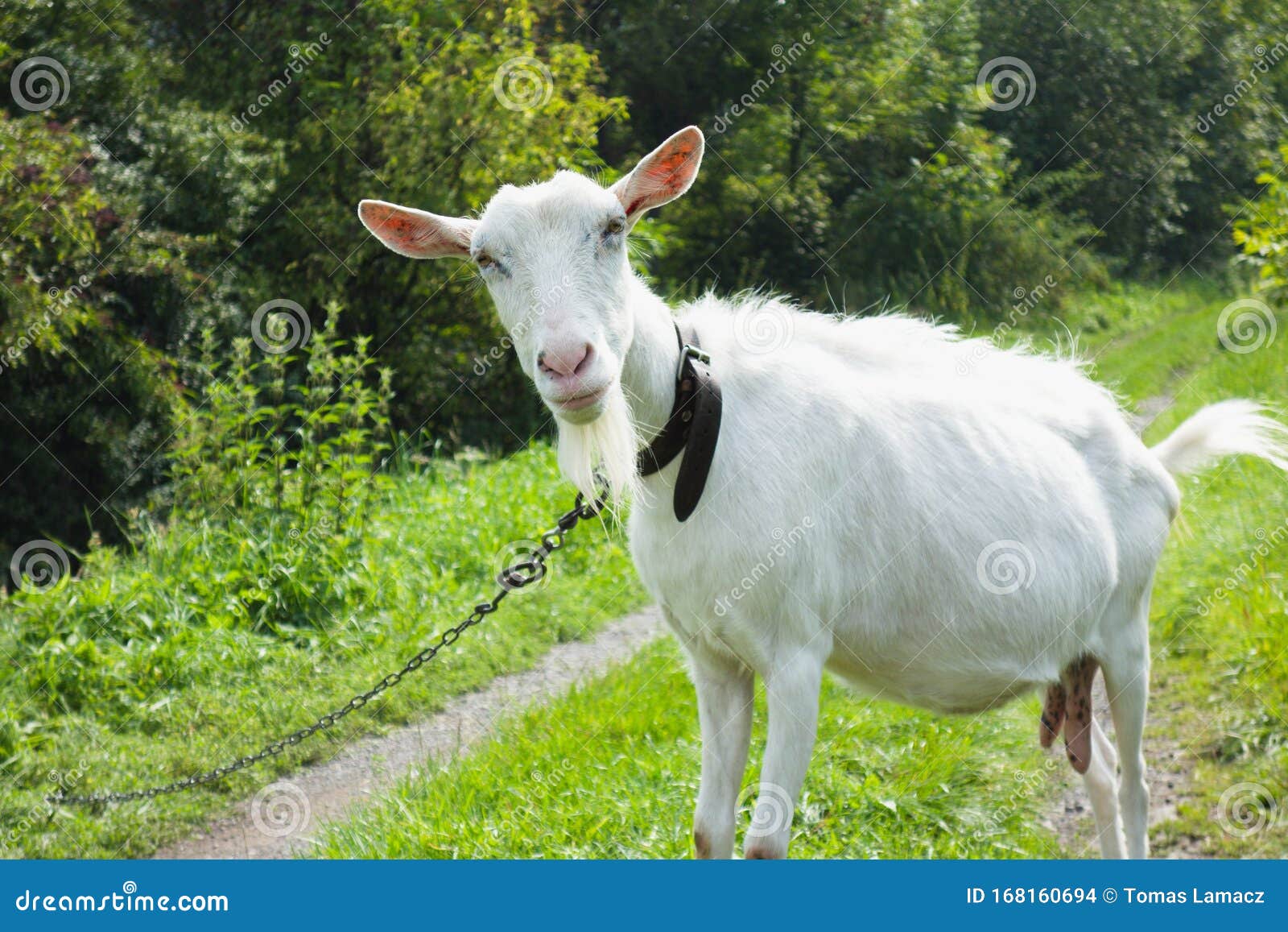 Funny White Goat on Chain Grazing Stock Photo - Image of summer, field ...