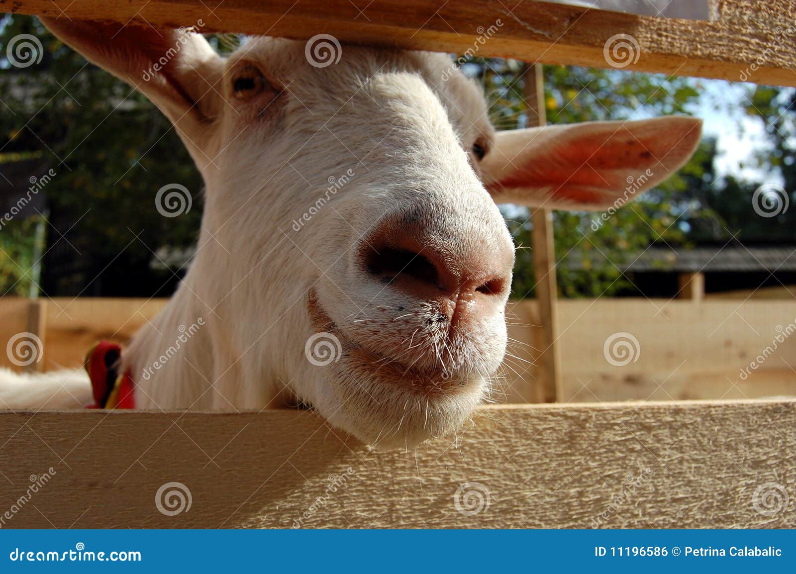 Funny white goat portrait stock photo. Image of pets - 11196586