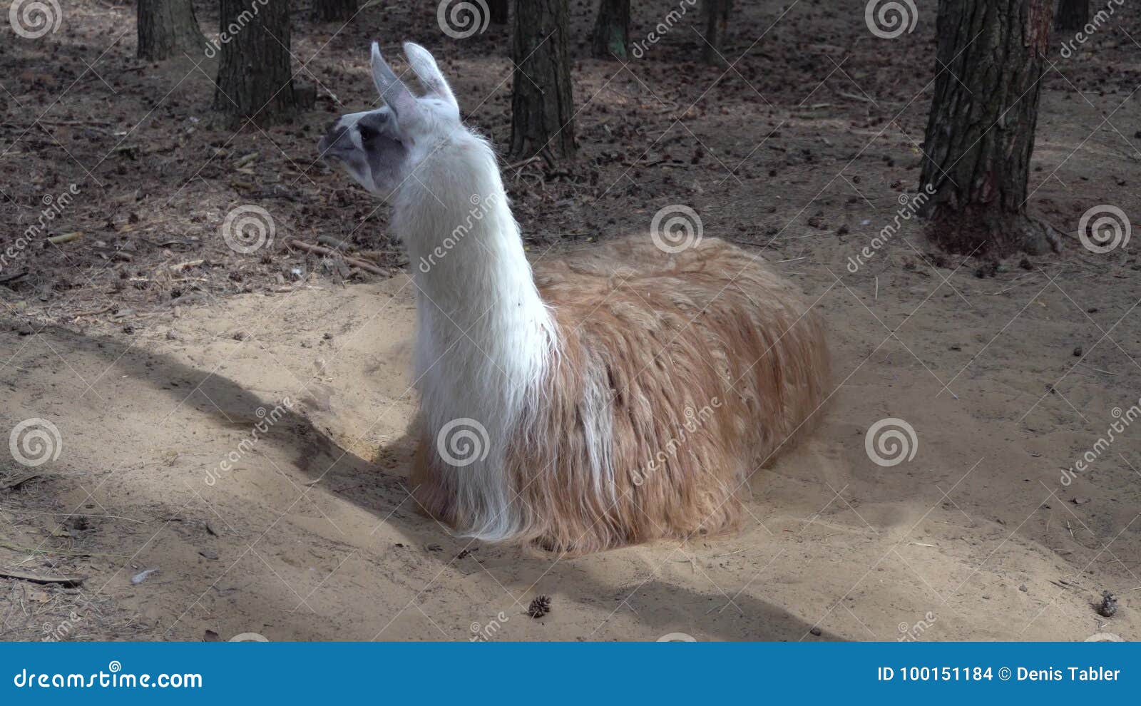 Funny White Lama Close-up in Zoo Stock Footage - Video of atacama ...
