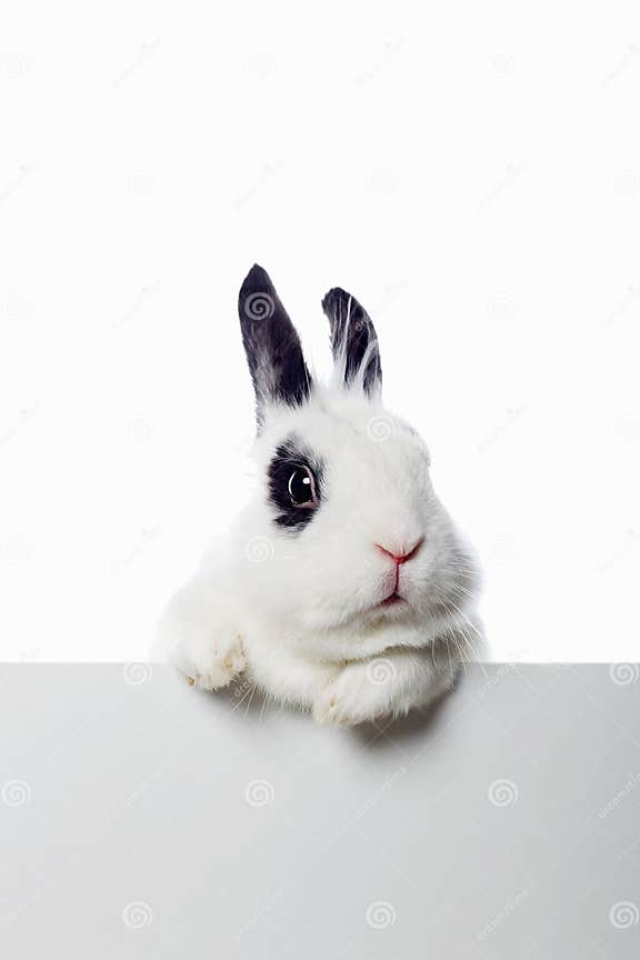 Funny White Rabbit with Black Ears and Eyes Stock Image - Image of ...
