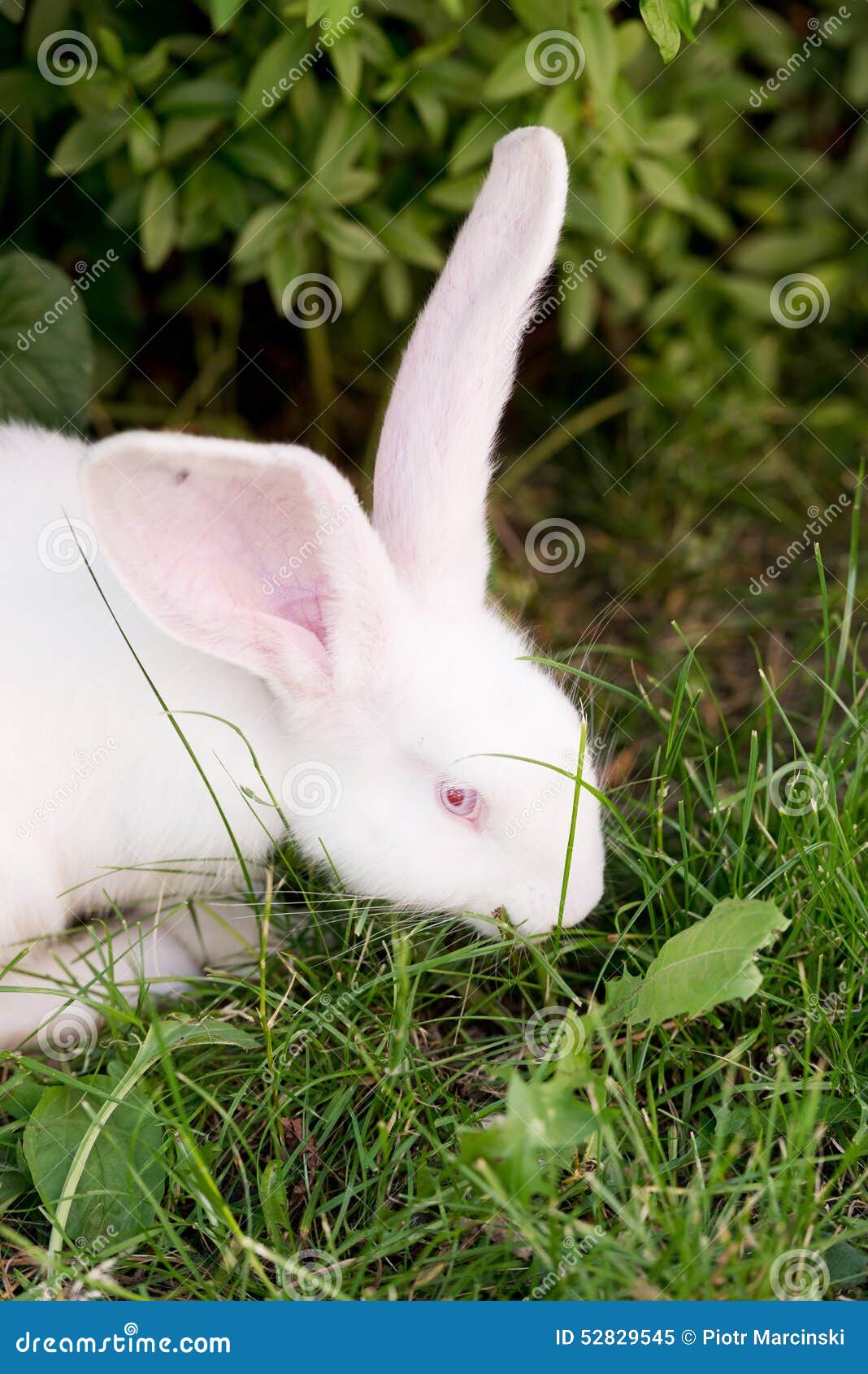 Funny White Rabbit in Grass. Stock Image - Image of baby, flowers: 52829545