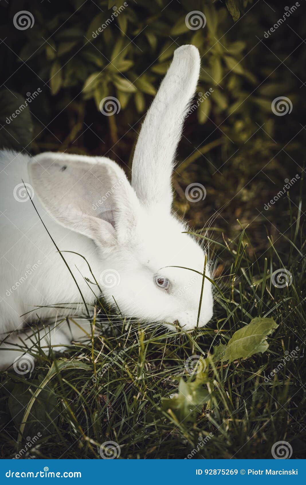 Funny White Rabbit in Grass. Stock Image - Image of animal, bush: 92875269