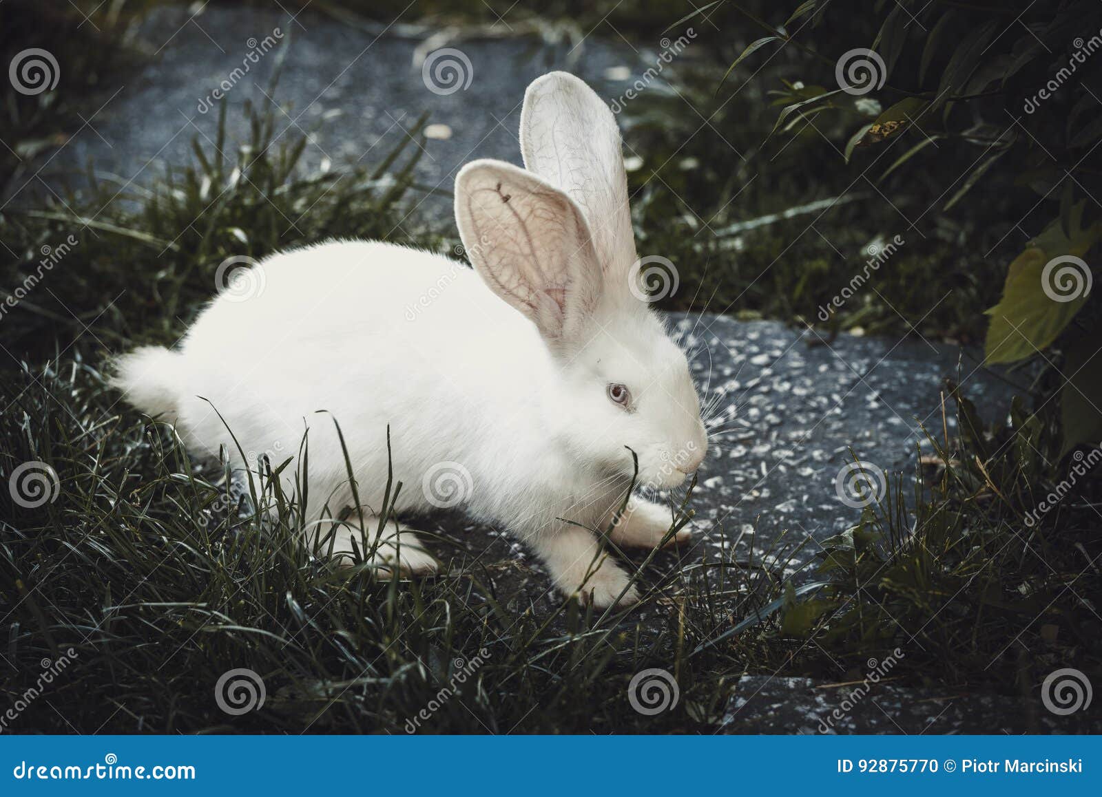 Funny White Rabbit in Grass. Stock Photo - Image of easter, ears: 92875770