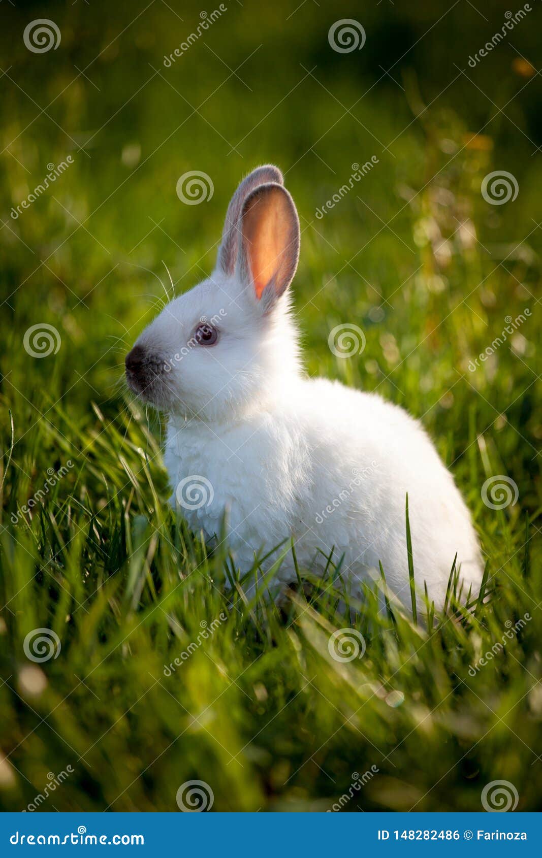 Funny White Rabbit Sitting on Green Grass Stock Photo - Image of breed ...