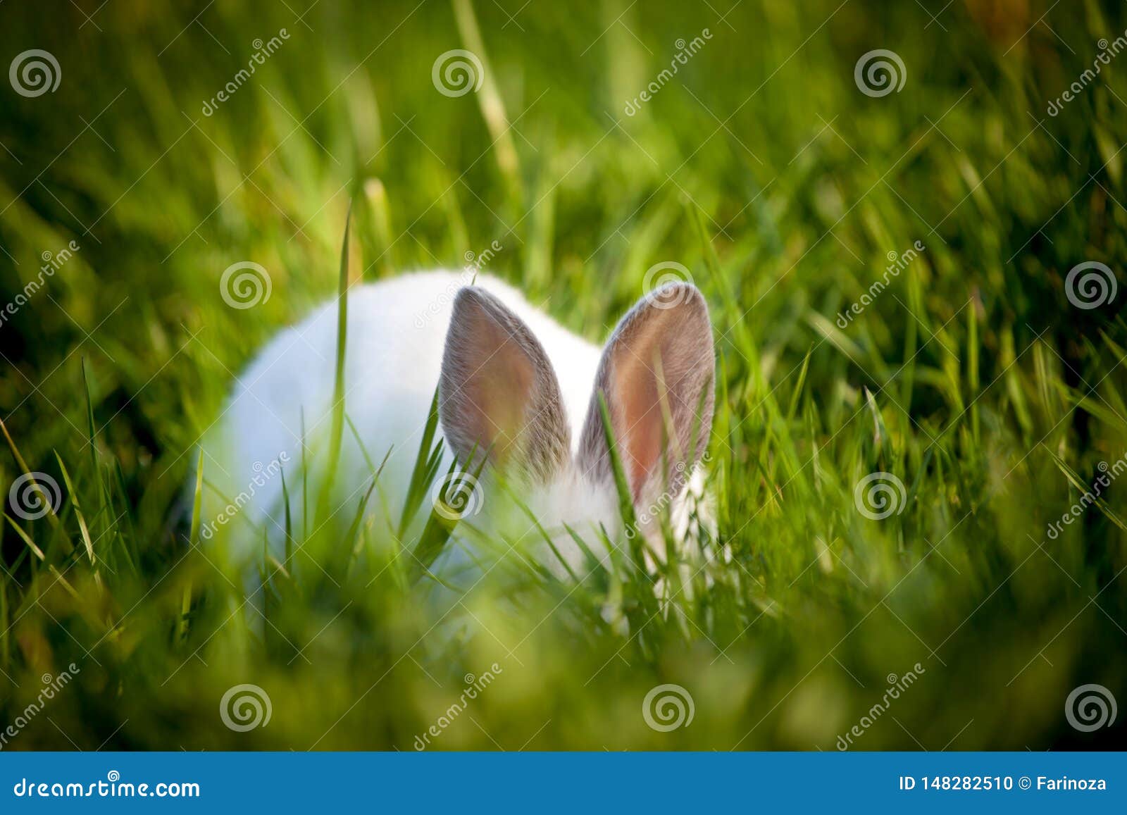 Funny White Rabbit Sitting on Green Grass Stock Photo - Image of beauty ...