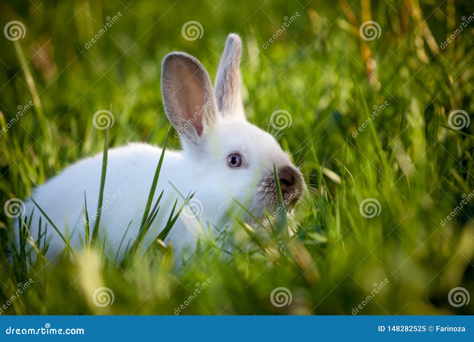Funny White Rabbit Sitting on Green Grass Stock Image - Image of albino ...
