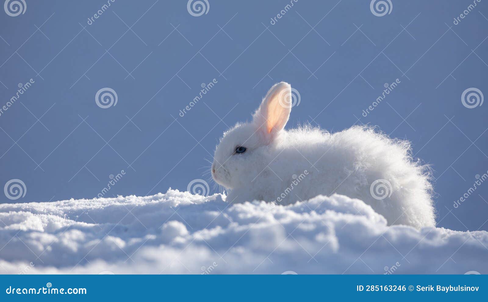 Funny white rabbit in snow stock photo. Image of timidus - 285163246