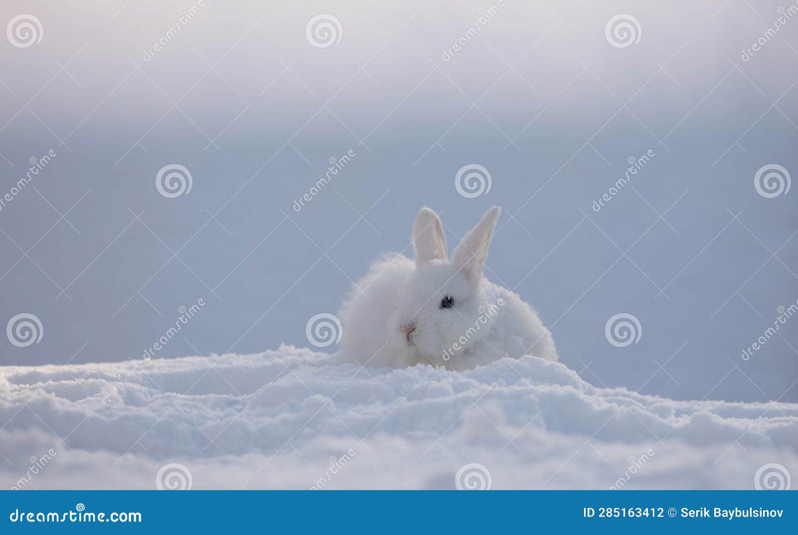 Funny white rabbit in snow stock photo. Image of rodent - 285163412