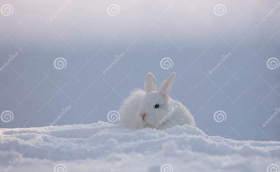 Funny white rabbit in snow stock photo. Image of rodent - 285163412