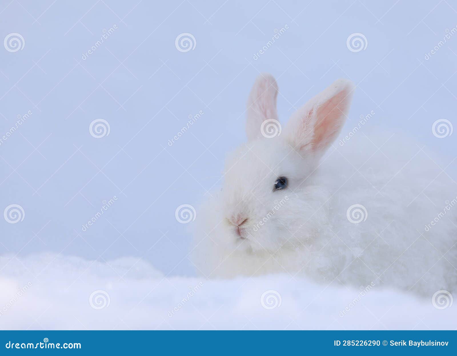 Funny white rabbit in snow stock photo. Image of nature - 285226290