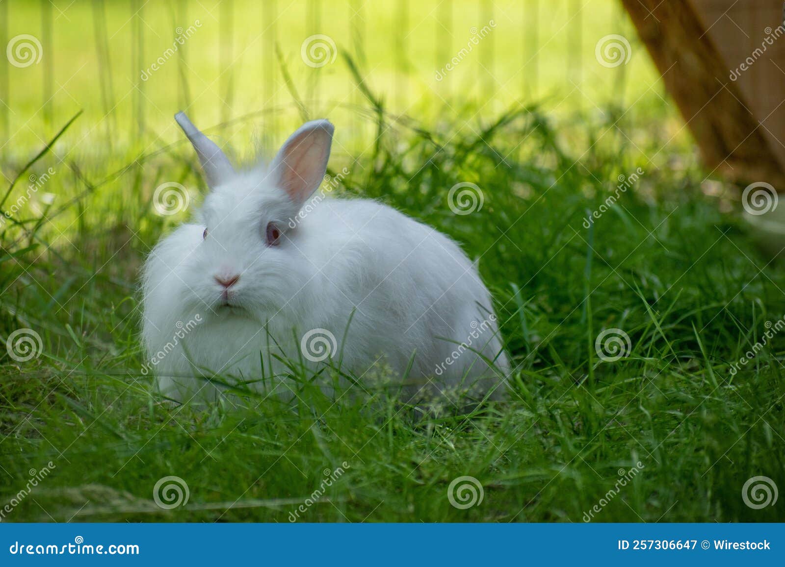 Funny White Rabbit in the Yard, Close-up Stock Image - Image of cute ...