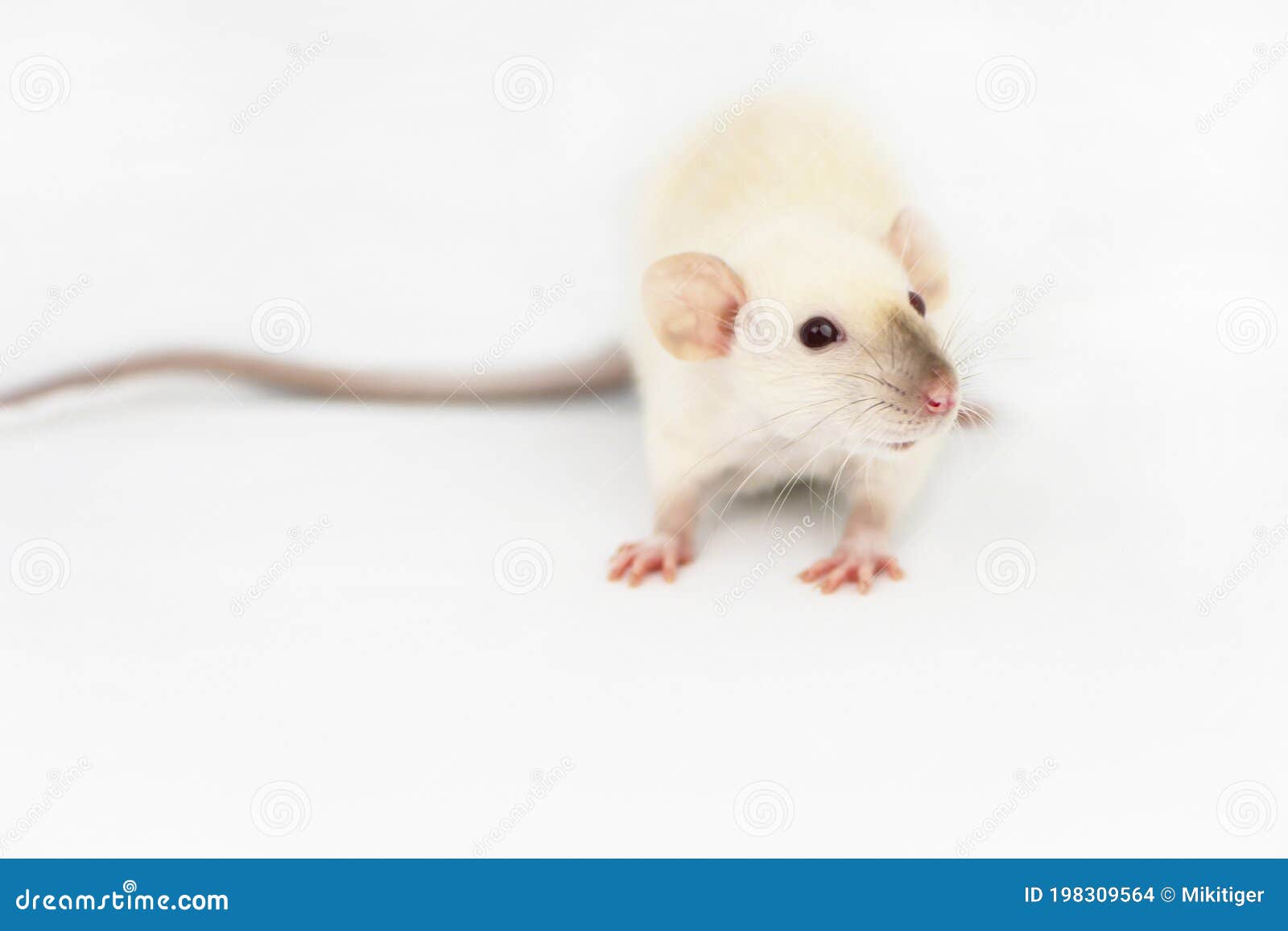 Funny White Rat Looks with Interest Stock Photo - Image of animal ...