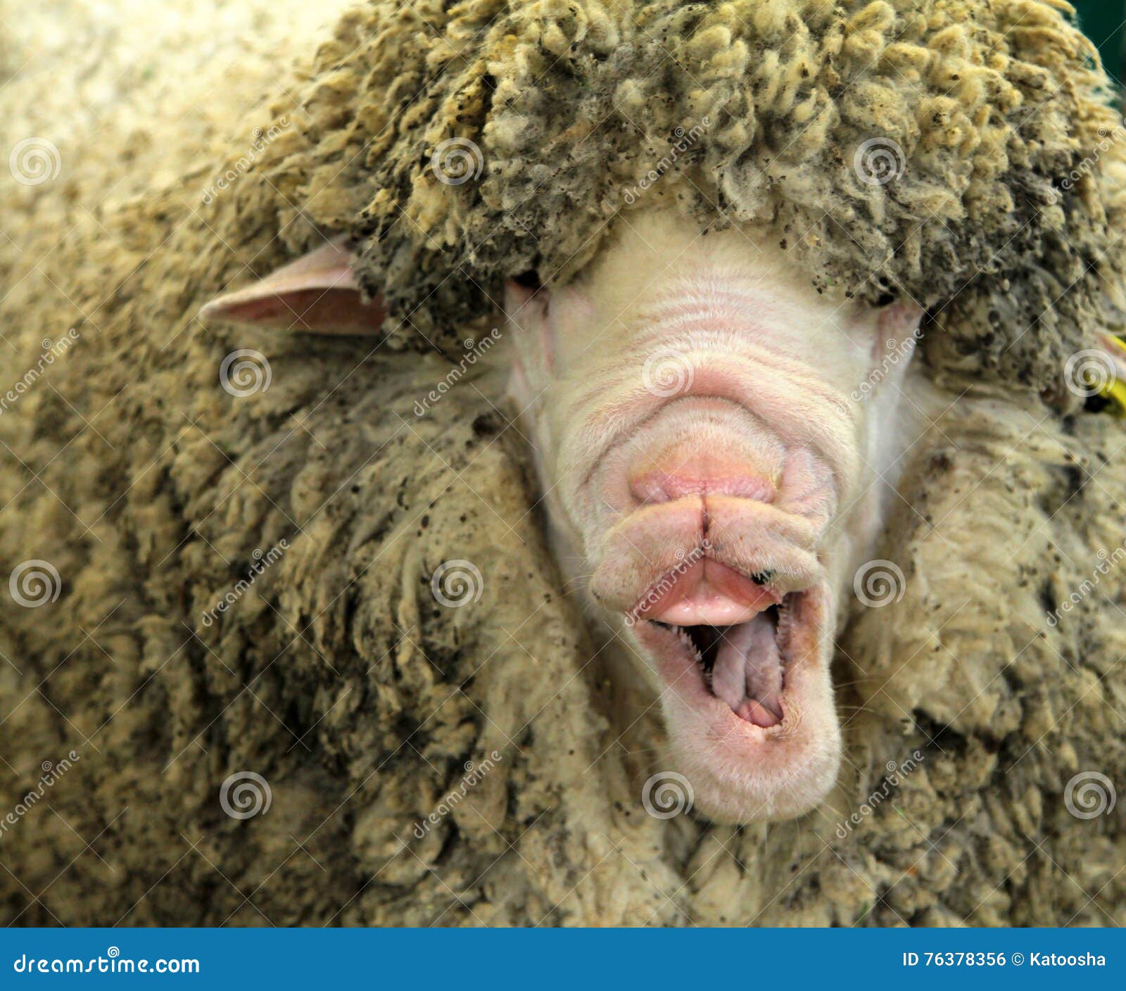 Sheep Open Mouth