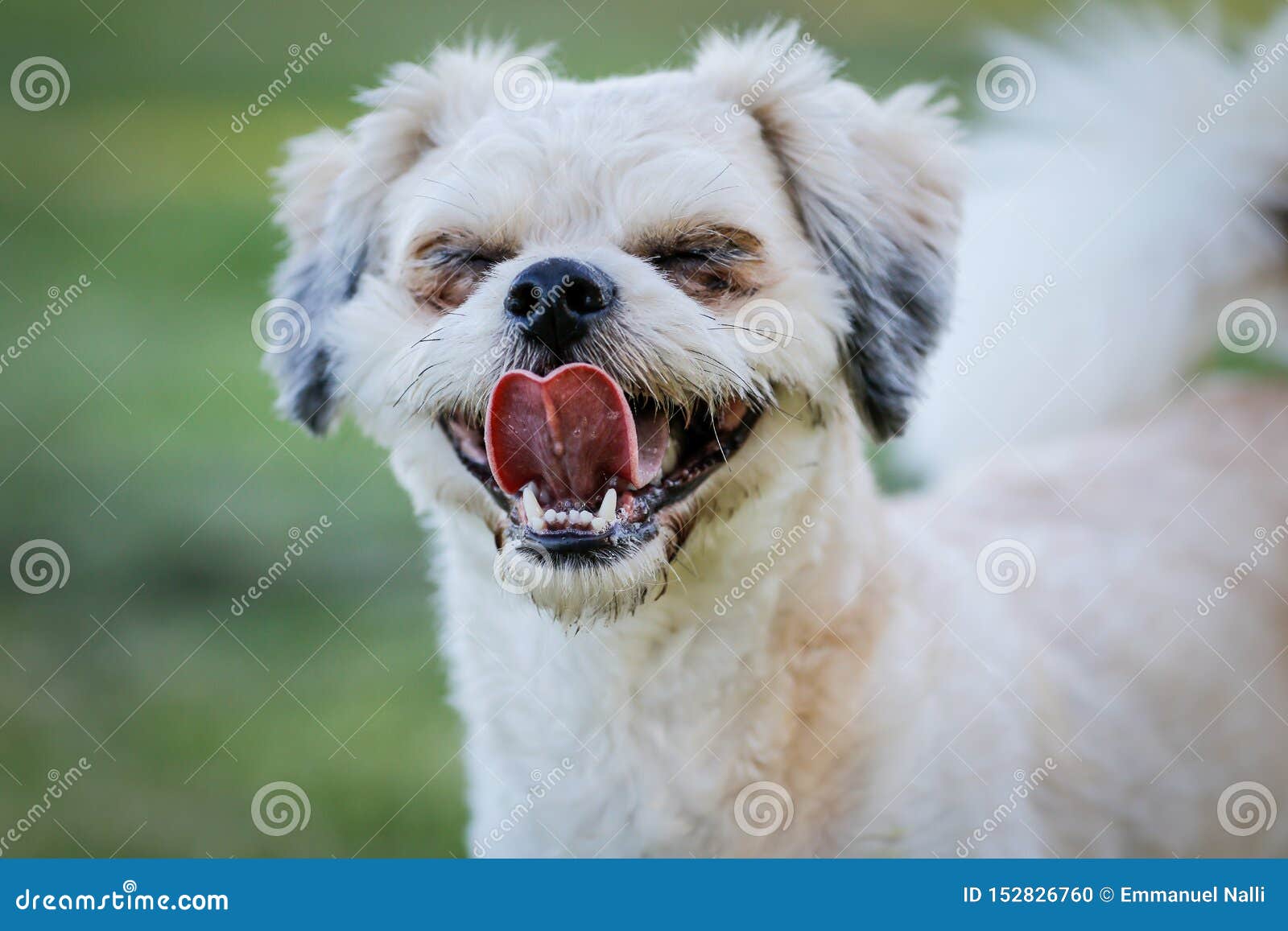 A Funny White Smiling Maltese Dog Breed Stock Photo - Image of happy ...