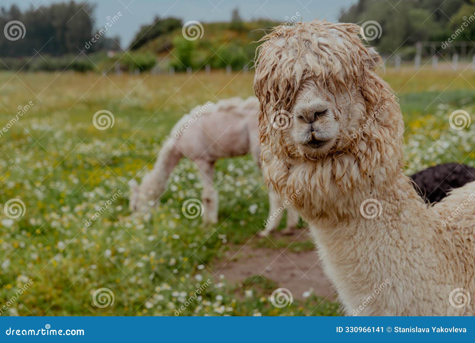 Funny White Wet Lama on a Chamomile Field Stock Image - Image of cute ...