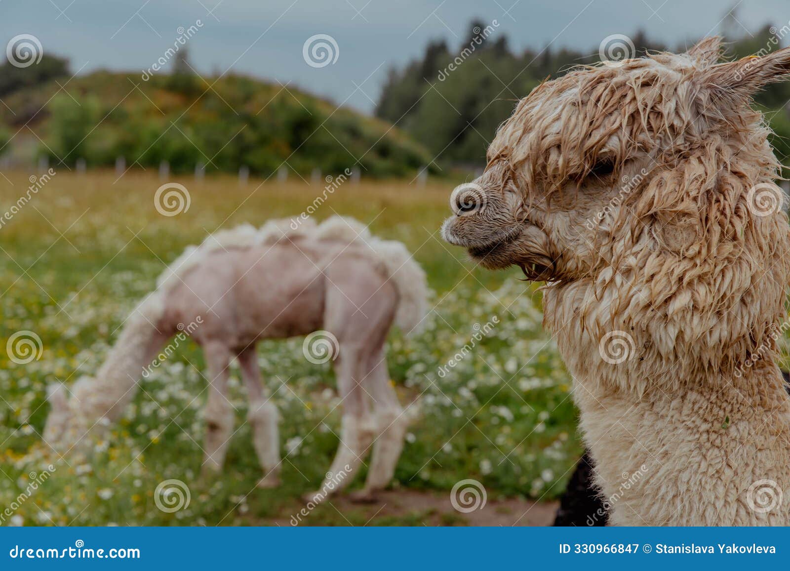 Funny White Wet Lama on a Chamomile Field Stock Image - Image of ...