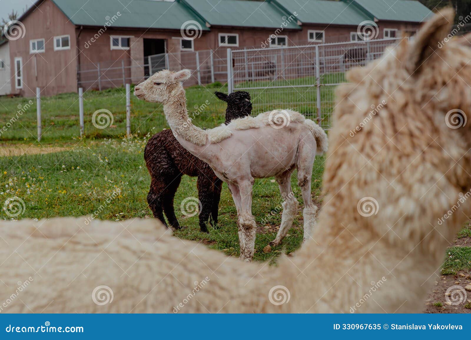 Funny White Wet Lama on a Chamomile Field Stock Image - Image of bangs ...