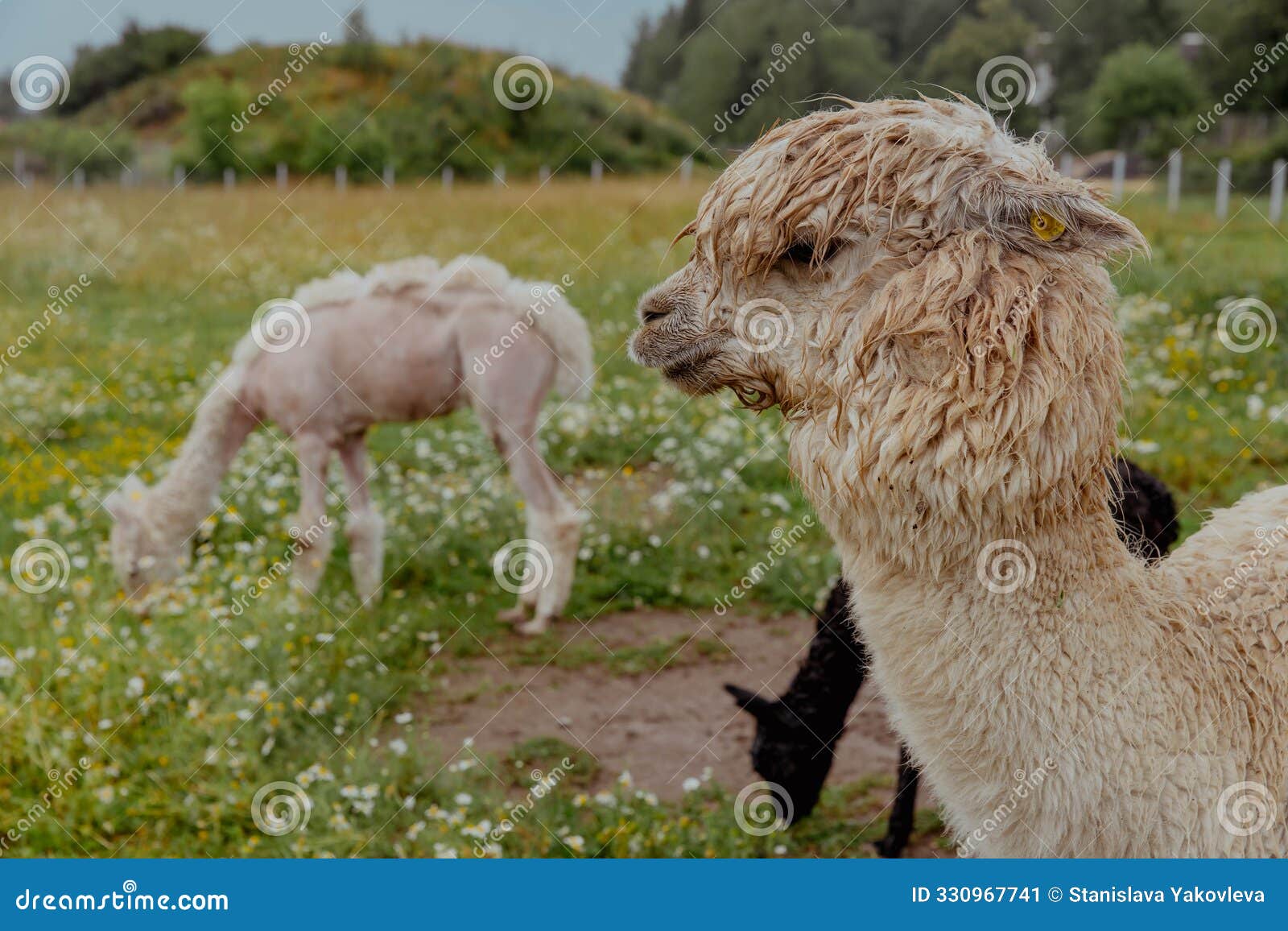 Funny White Wet Lama on a Chamomile Field Stock Image - Image of ...